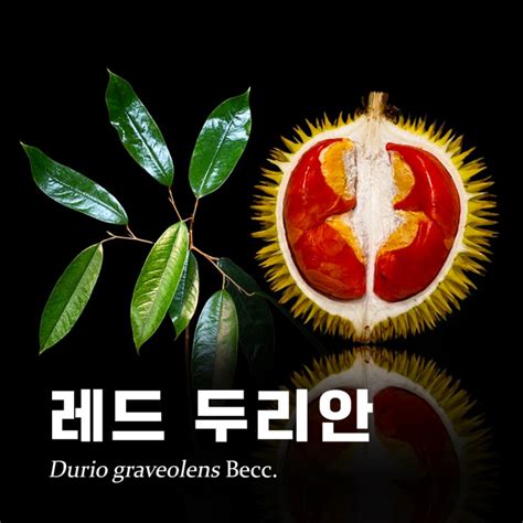 국내 최초 속 빨간 두리안 레드 두리안 나무 묘목 판매 Durio Graveolens 트로피컬랩 네이버 블로그
