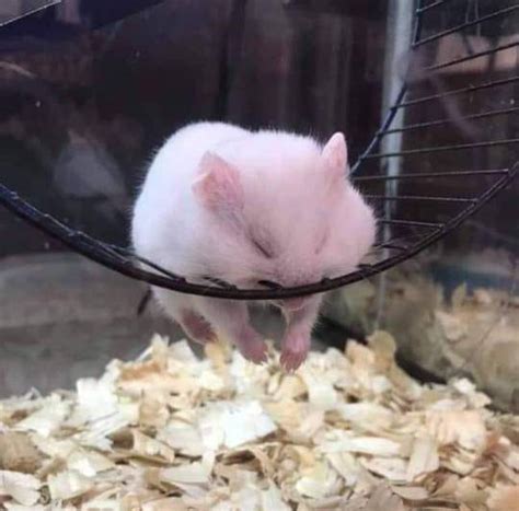 Sleeping Hamster On A Wheel Latest Memes Imgflip