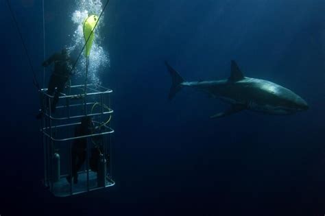 Premium Photo Divers In A Cage With Great White Shark Underwater