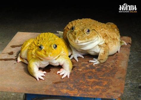 มาให้โชค กุ๊กกิ๊ก กับ เจ้ามุด กบคู่หูสีทองกระโดดเข้าบ้านยาย ก่อนรับโชคถูกหวยหลายงวดติดต่อกัน