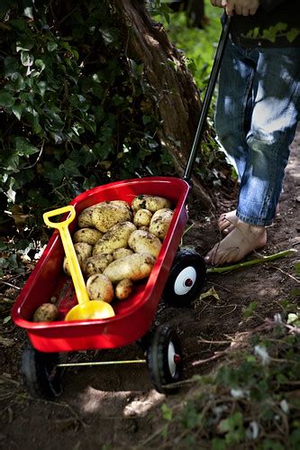 Potato Harvesting Day 205 Felix Gathering Potatoes From O Flickr