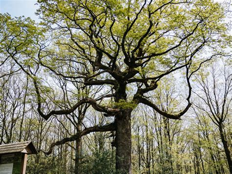 Der Wald von Brocéliande | Tourisme Bretagne
