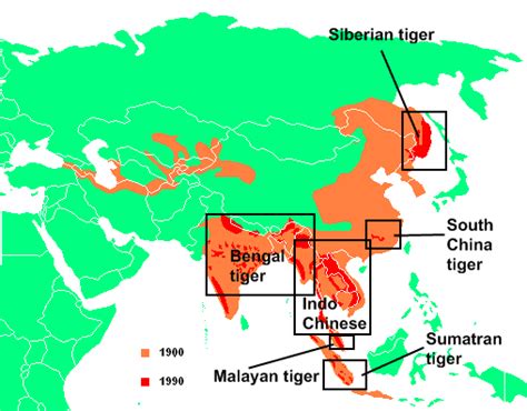 Let S Save Bengal Tigers Background Information