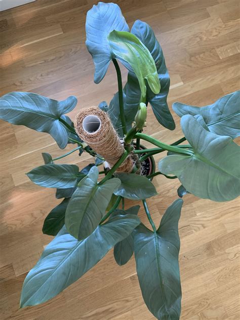 My Silver Sword ‘reverted To Smaller Leaves It Has The Same