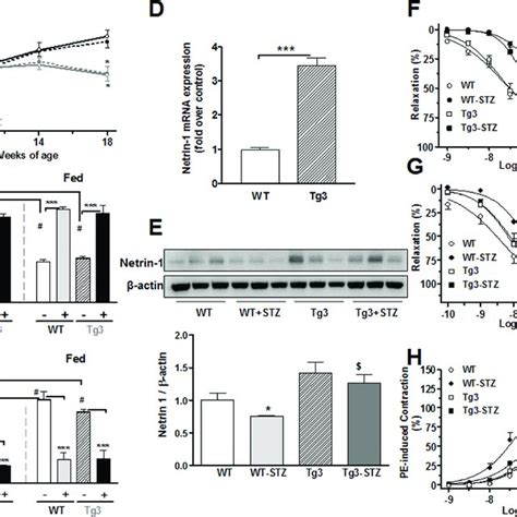 Expression Of Netrin 1 And Its Receptors Unc5b And Dcc In Nspcs Mice Download Scientific