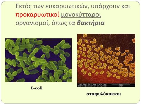 Ppt Προκαρυωτικό κύτταρο Powerpoint Presentation Free Download Id 3877104