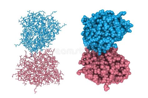 Strigolactone Stock Illustrations 6 Strigolactone Stock Illustrations Vectors And Clipart