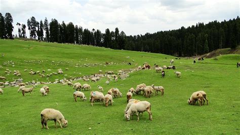 Jammu And Kashmir Jabi Toti A Beautiful Tourist Spot In Poonch