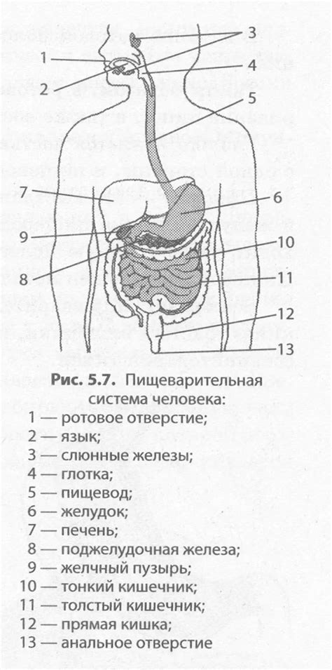 Строение пищеварительной системы человека схема с подписями