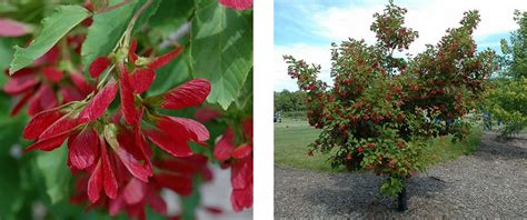 Creating Shade Ted Lare Design And Build