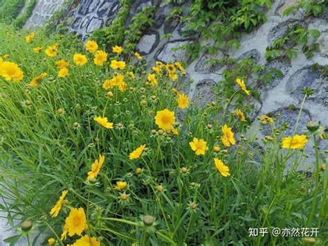 《一本小小的红色写作书》：送给写作者最好的礼物 知乎