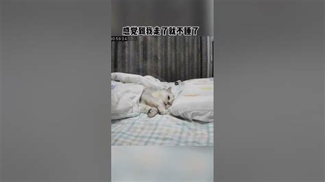 弟弟是只大脸猫】监控下的一幕 治愈猫咪 温柔的不是人类是小猫。 Youtube