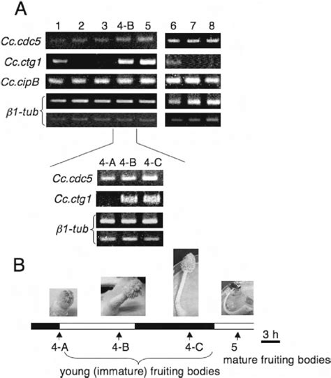 Semiquantitative Reverse Transcriptase Polymerase Chain Reaction Download Scientific Diagram