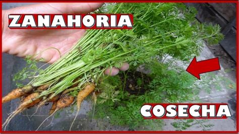 Descubre los increíbles beneficios de las hortalizas de raíz zanahoria