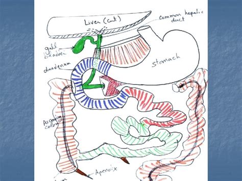 Anatomy Of Duodenum Development Of Duodenum Page 79