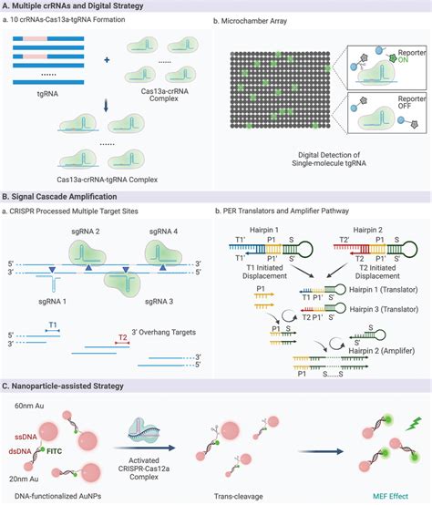 Amplification‐free Crispr‐based Biosensing A Multiple Crrnas And Download Scientific Diagram