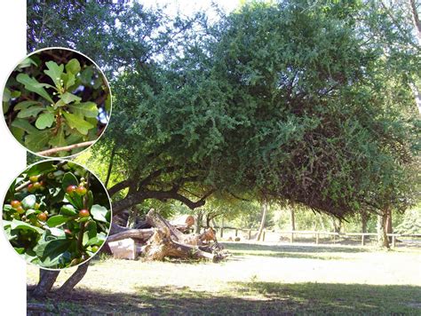 V E R D E C H A C O Moradillo Molle