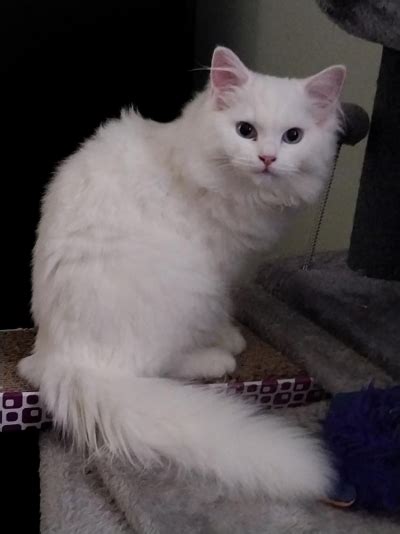 Melanie Melanie Smit Cat Lover In Cuyahoga Falls Ohio