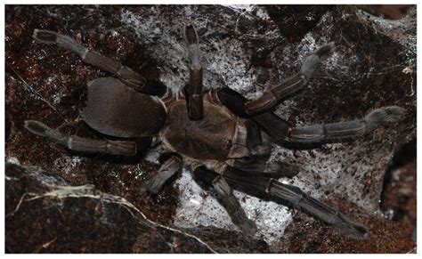 Genus Phlogius Revalidation Of The Genus In Prep Arachnoboards
