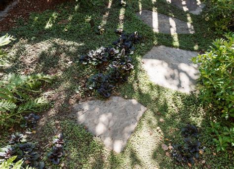 Hardscaping 101 Ground Covers To Plant Between Pavers Gardenista In