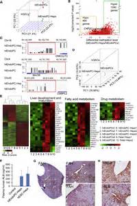 Conversion Of Human Gastric Epithelial Cells To Multipotent Endodermal