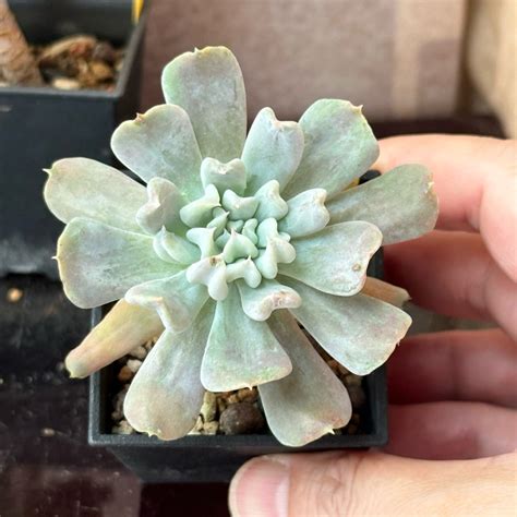 H18 特葉玉蝶 熊多肉植物1018 蝦皮購物