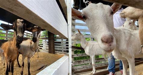 En Una Granja Recreativa De Cali Fueron Rescatados Varios Animales Con
