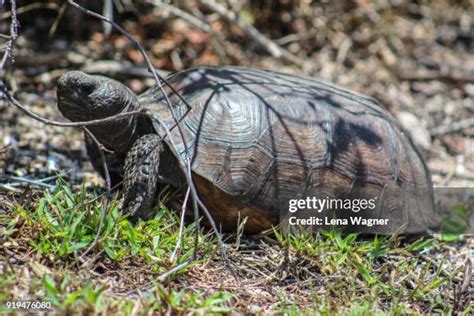 Constance Wagner Photos And Premium High Res Pictures Getty Images