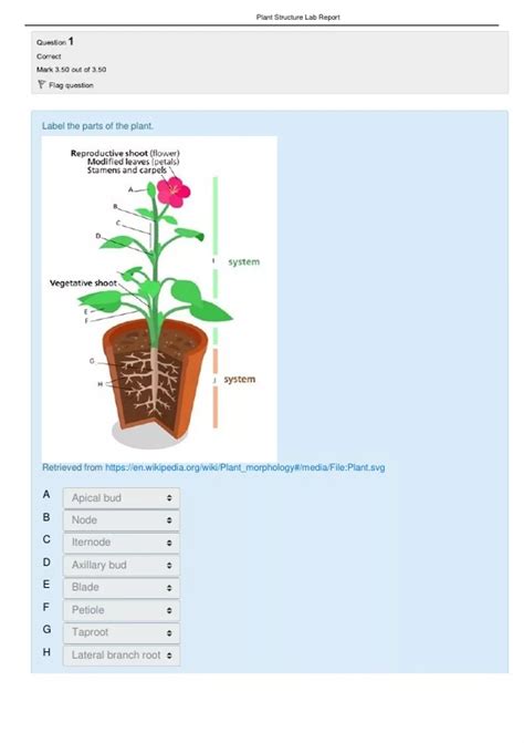 Biol 1232k Plant Structure Lab Report Columbus State University