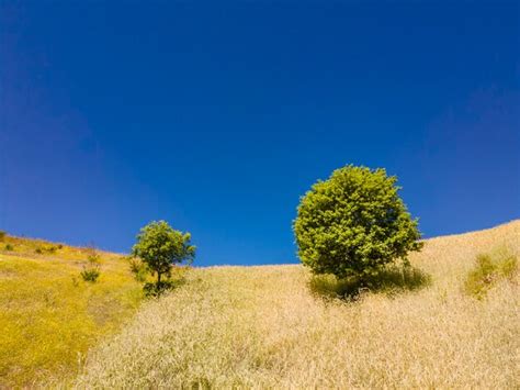 Premium Photo A Field Of Yellow Grass With A Tree In The Middle And A