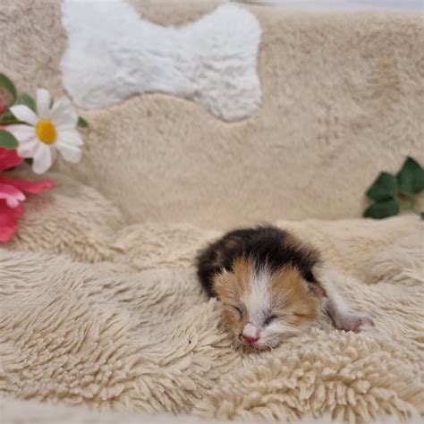 코리안숏헤어 여름 포메라니안키우는방법 말티즈키우는방법 말티푸키우는방법 푸들키우는방법 먼치킨키우는방법 랙돌키우는방법 브리티쉬숏헤어키우는방법 스코티쉬폴드키우는방법 러시안블루