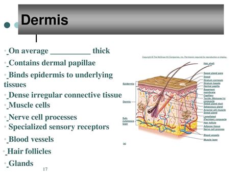 The Integumentary System Ppt Download