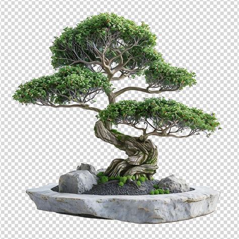 Premium PSD Bonsai Tree On Isolated Background
