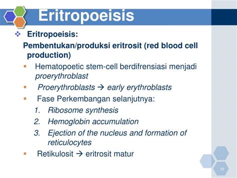 Ppt Hematopoeisis Powerpoint Presentation Id3448523