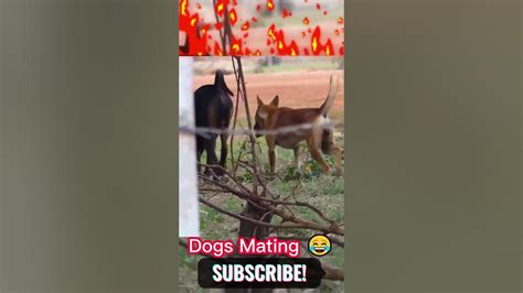 Dogs Mating Video Youtube