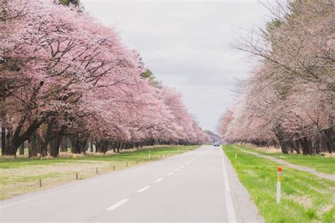 日本賞櫻搭星宇！星宇航空x星野推北海道賞櫻，絕美櫻花秘境＋入住星野度假村太chill