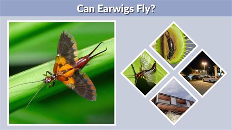 Can Earwigs Fly Full Explanation Of Their Wings And Flight Behavior