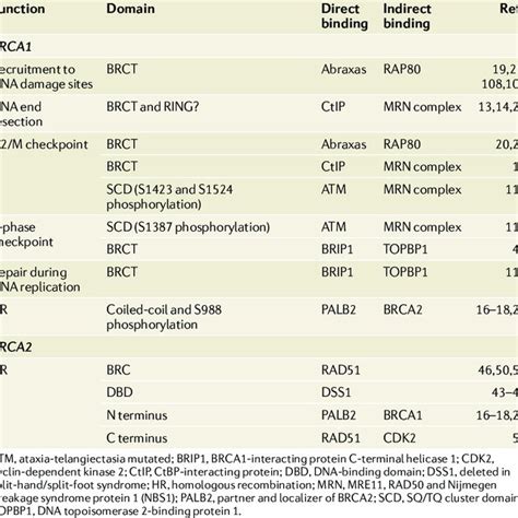 Brca1 And Brca2 Functional Domains A The Brca1 Amino Terminus