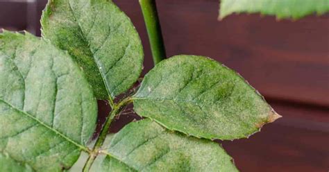 Spider Mite Treatment