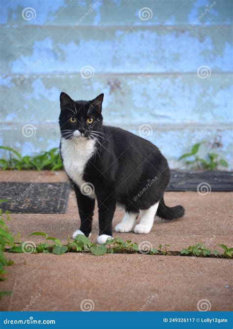 Curious Black And White Tuxedo Cat Outside On A Sidewalk Stock Image