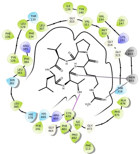 The Binding Pose And Intermolecular Interactions Of Cyclic Peptide 7 D