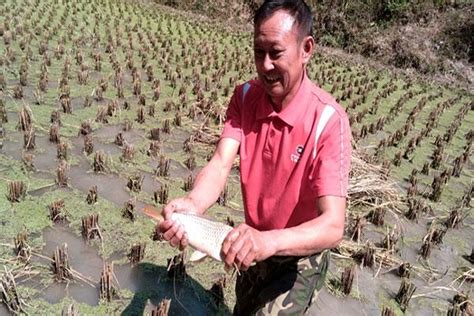 鎮遠金堡鎮稻田養魚助農增收180餘萬元 每日頭條