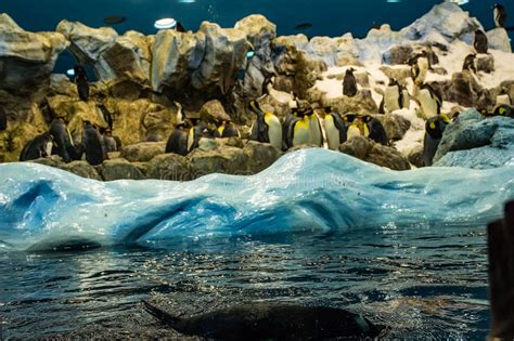 Penguins In The Aquarium A Group Of Penguins Stock Image Image Of