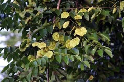 タイの植物1樹木 えるだまの植物図鑑