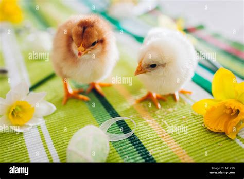 Easter Chickens Couple Of Little Chicks Walking Among Spring Flowers