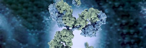 Biochemical Binding Adcc Assays Utilizing Alphalisa Toolbox Reagents For The Characterization Of