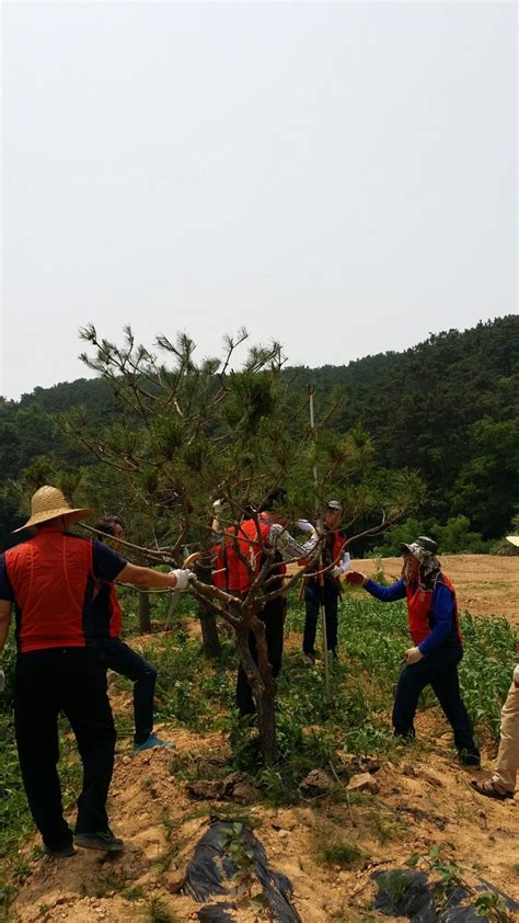 소나무 전지 적심 순지르기 방법 은 네이버 블로그