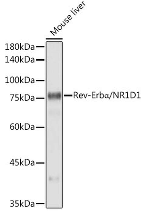 Nr1d1 Recombinant Monoclonal Antibody 9i2h1 Ma5 42757