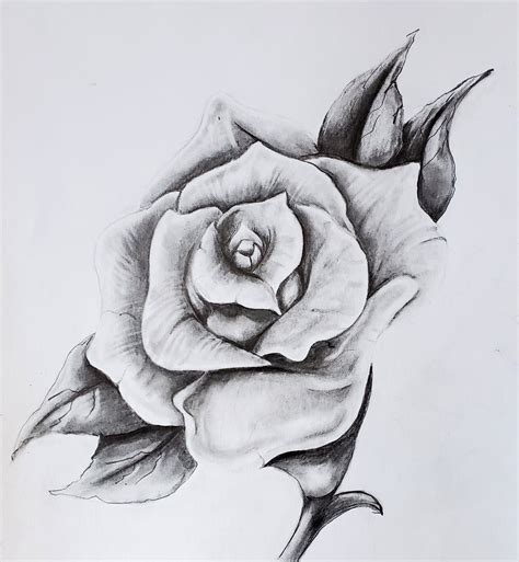 Tube Rose Drawing At Phoebe Hercus Blog