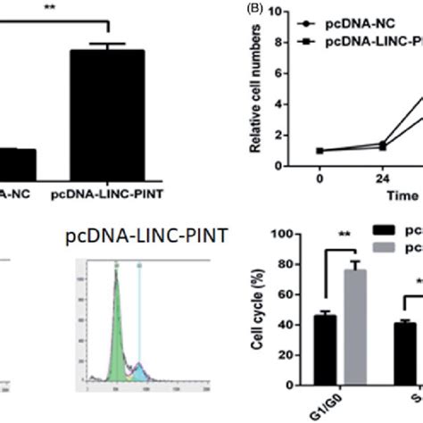 Linc Pint Inhibits Nsclc Cell Proliferation And Cell Cycle A The